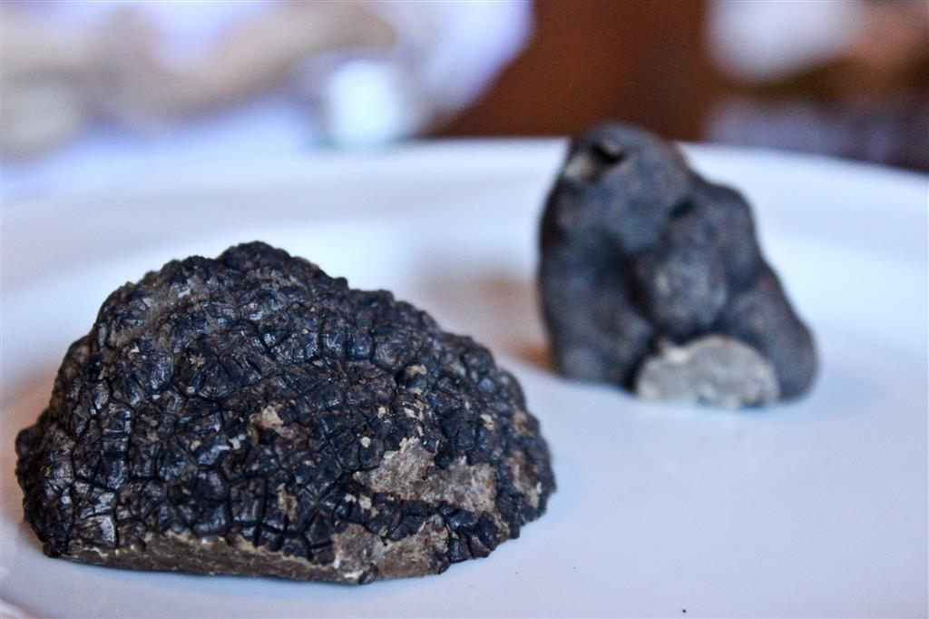 Trüffel aus Kroatien | Kroatische Trüffel | Kroati.de √