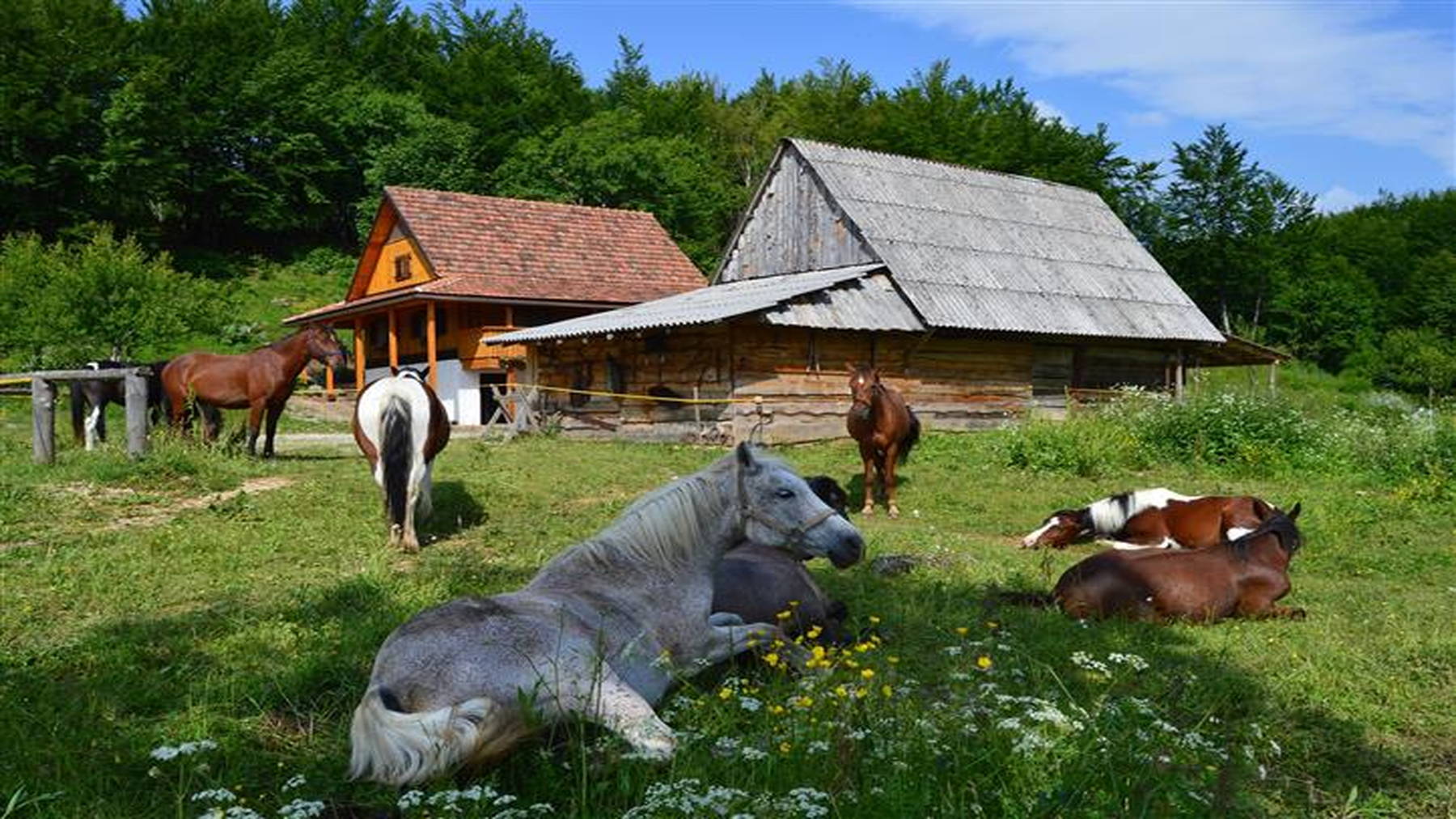 Linden Tree Retreat & Ranch - Reitferien & mehr √