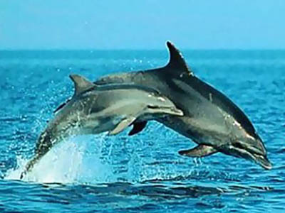 Insel Losinj - Kroatien Reiseführer - von Kroati.de √